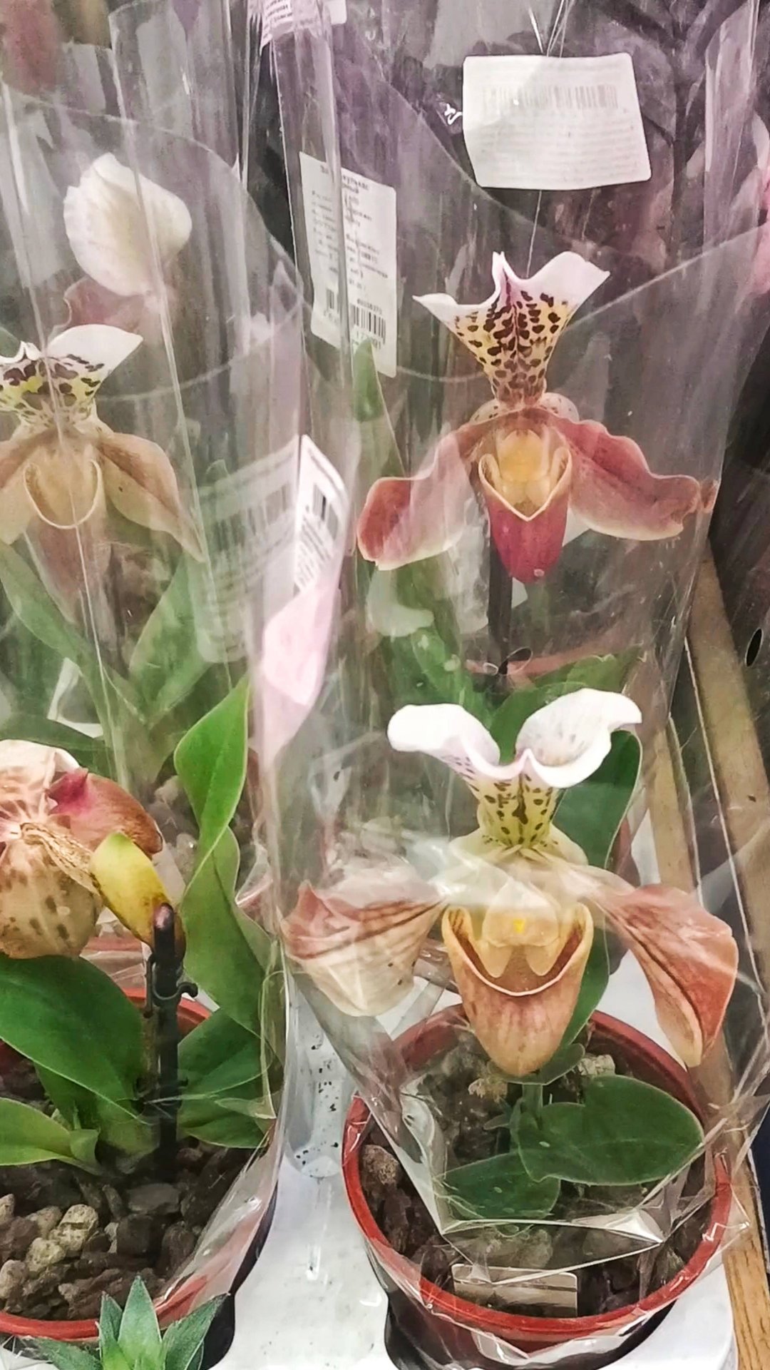 #shorts 🌷🌿Лемана Про🌷ЦВЕТОЧКИ🌿март 2025