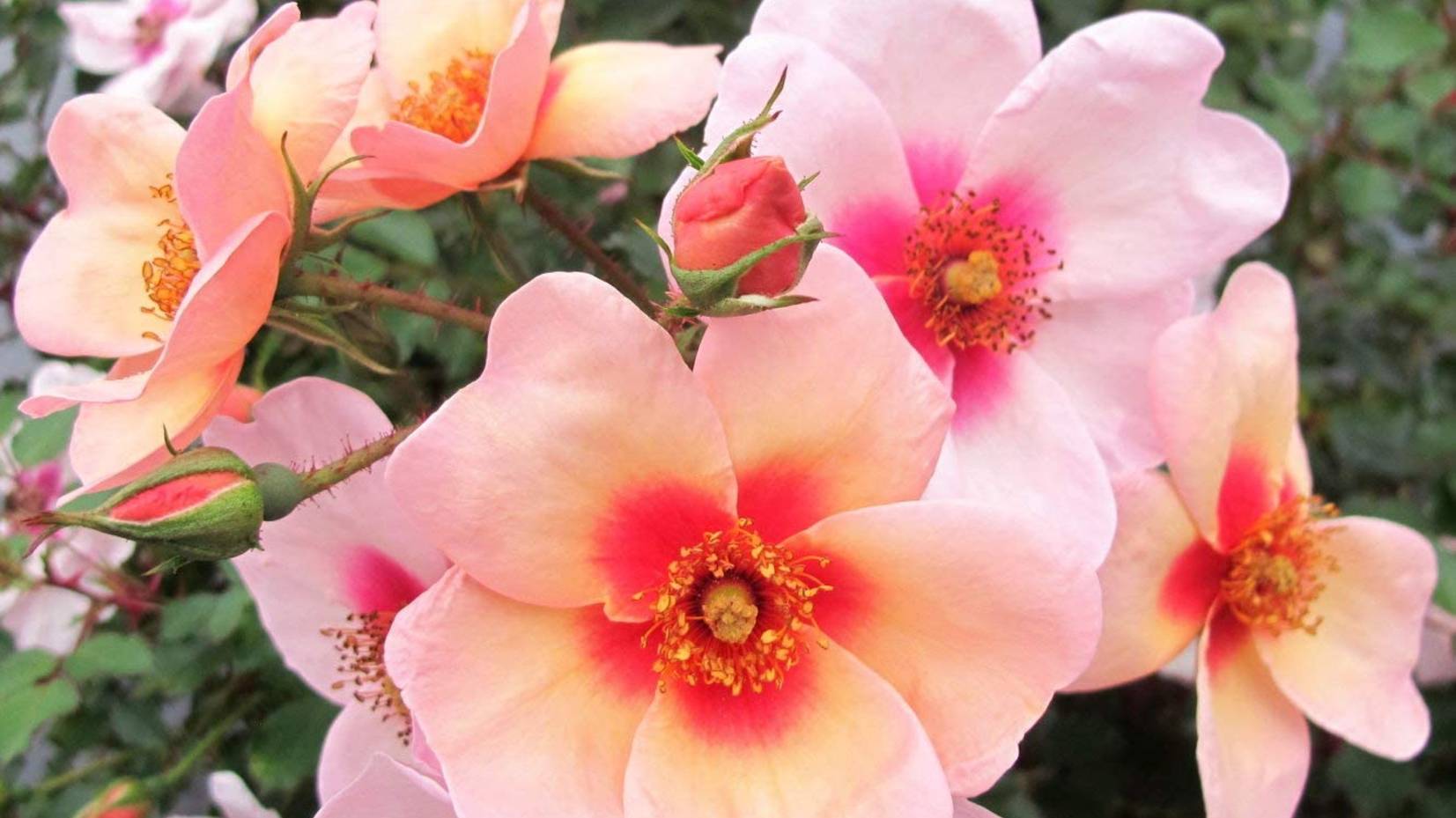 Роза Смайлинг Айз Цветение