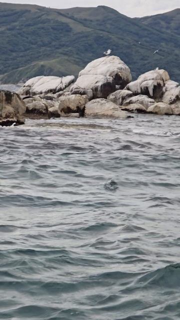 Дикая природа Приморского края