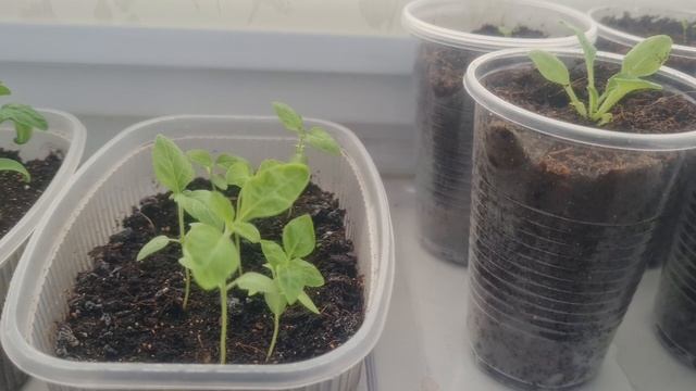 Пикировка сладкого перца, что удивило? Обзор рассады на 11 марта 2025г.