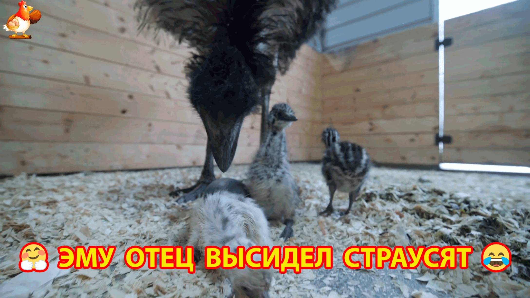 Эму Бамбук стал отцом троих страусят. Выращивают Джейк и Бекки