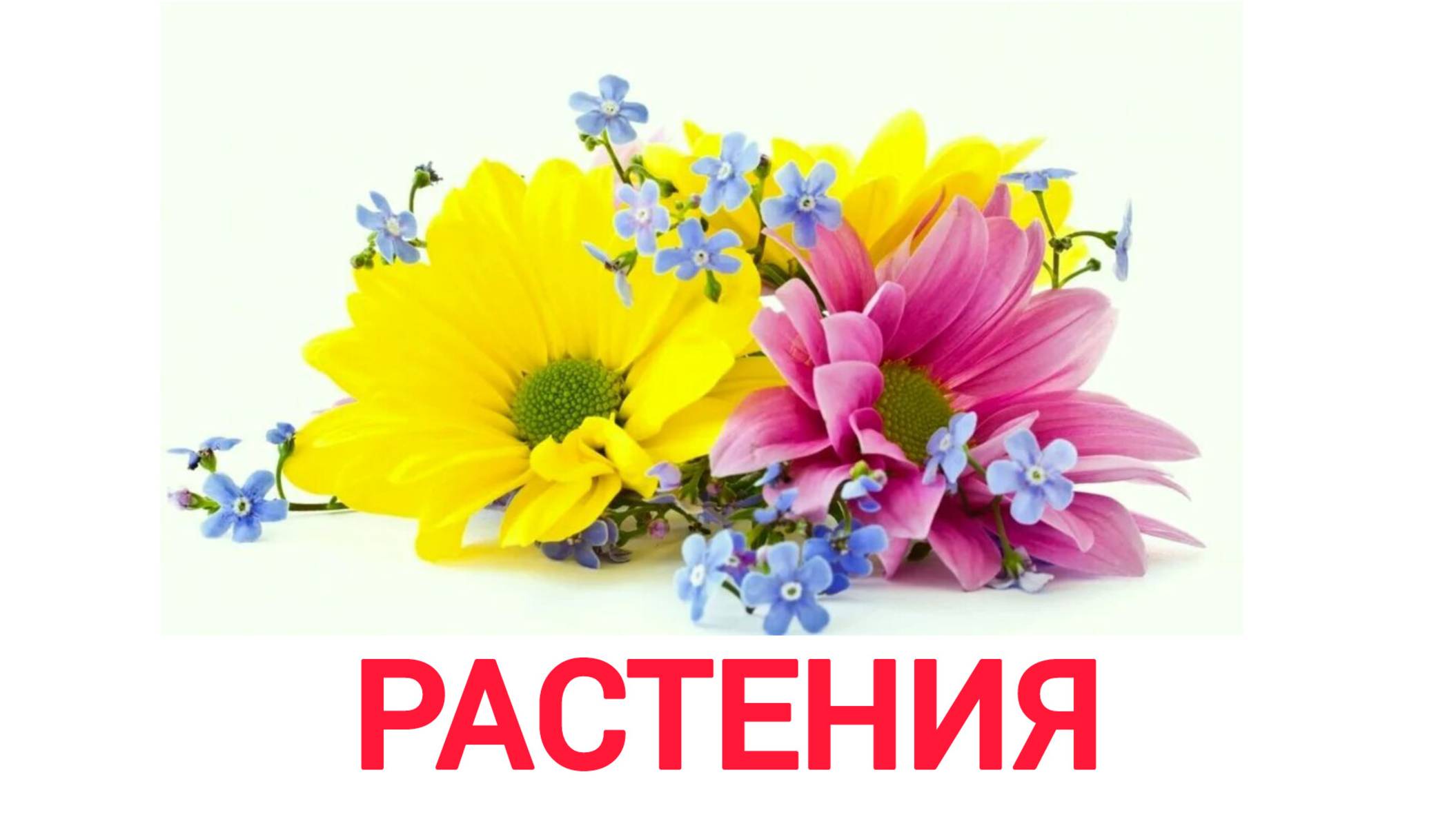 УЧИМ РАСТЕНИЯ для детей  развивающие мультики обучающее познавательное видео для малышей на русском