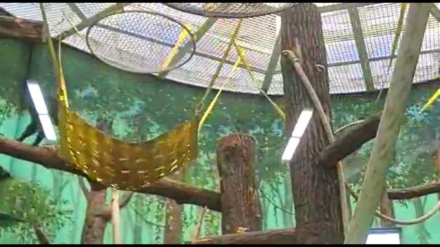 Короткие истории из жизни зоопарков. Фильм о шимпанзе. Физкультпривет.