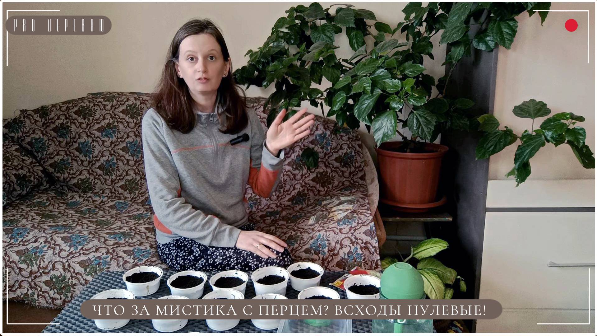 Что за мистика с перцем? Всходы нулевые! Рассада перца 2025 #рассадаперца #перец #рассада