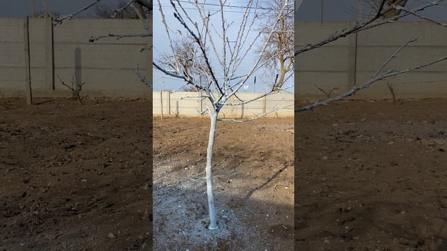 Обработка персика ранней весной