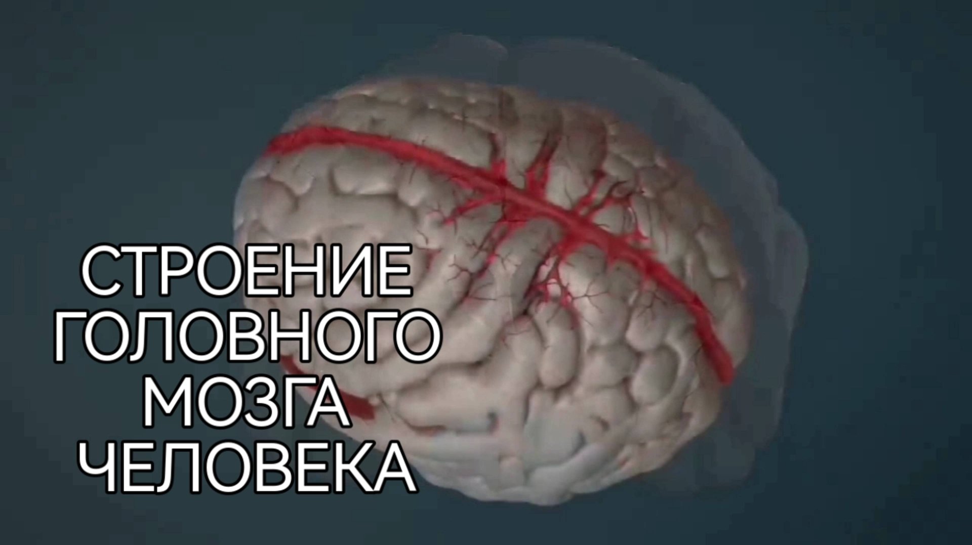 Строение головного мозга человека
