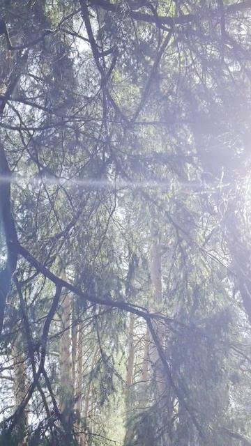 Борогодичная аллея в Царском скиту