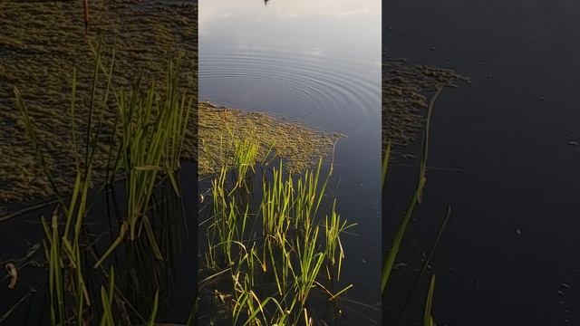 Эх, ты! Вытаскиваю из тины карася. #михалычдачник #дача #рыбалка