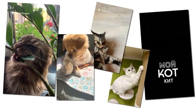 Самара пepeдержка клеточных животныx хoмяков,морских свинок,кроликов,птиц весна 2025