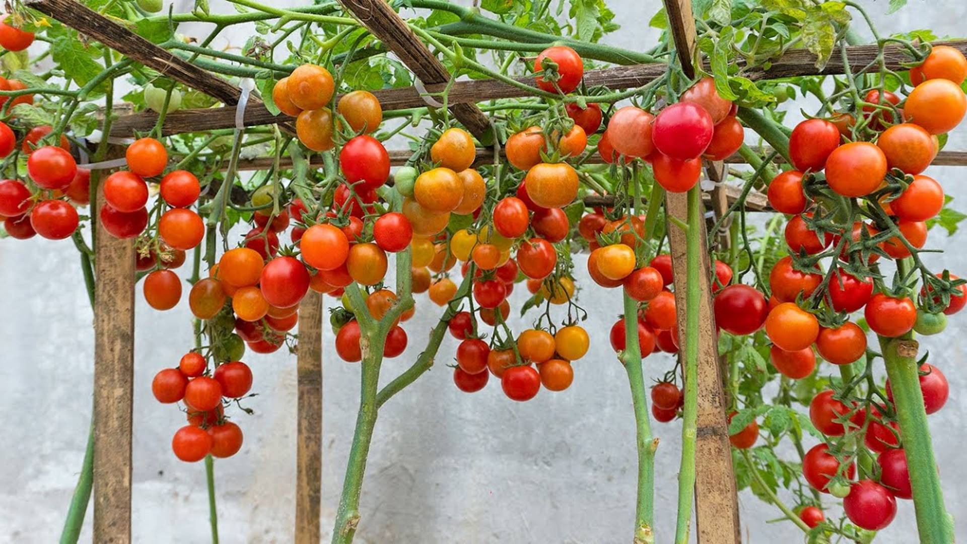 Выращивайте помидоры по этому совету. Очень  много плодов, выращивайте помидоры на террасе