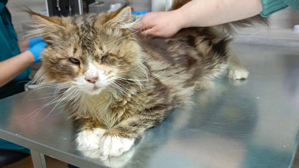 Оливия на приёме у офтальмолога. Срочно нужна помощь!