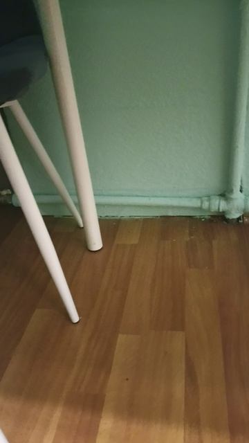 Кот слышит мышку