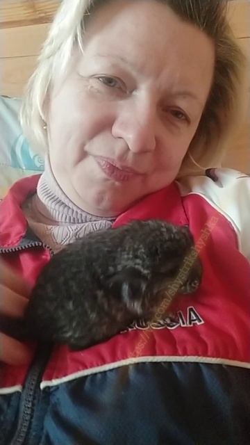 ШИНШИЛЛЕНОК ОКРАС ЭБОНИ БУДЕТ В ПРОДАЖЕ|ШИНШИЛЛА