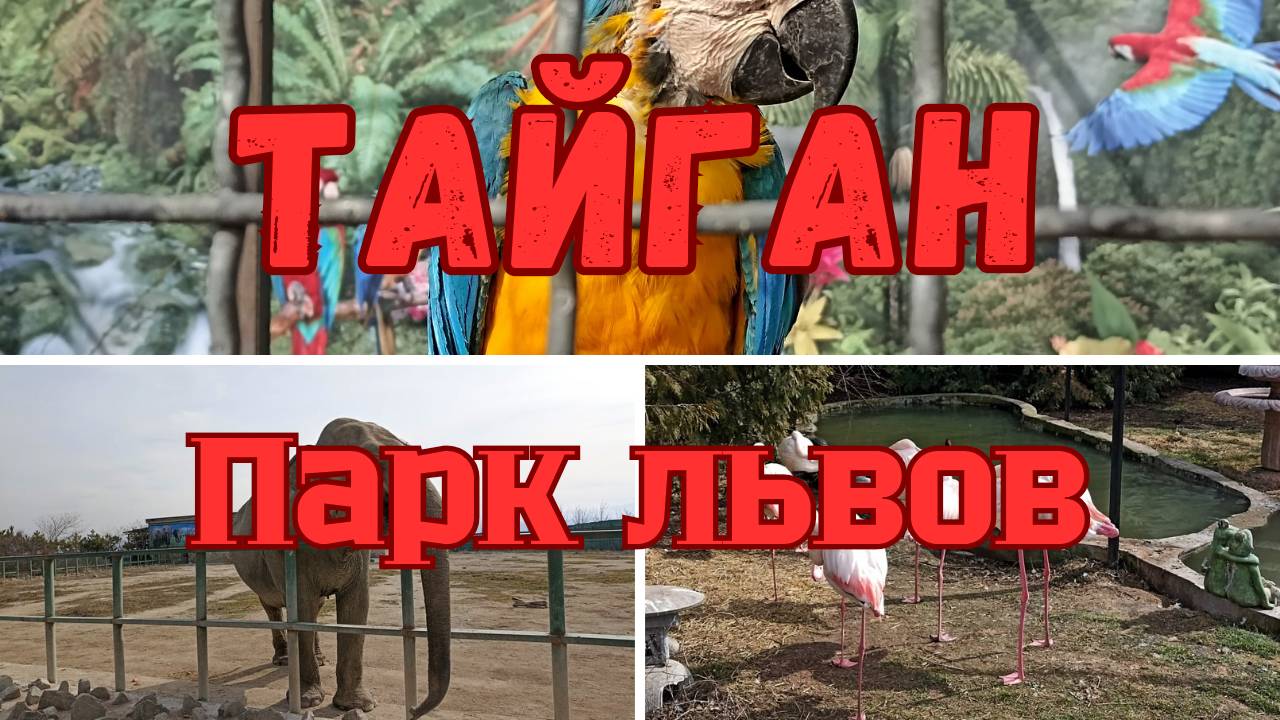 Парк львов "Тайган". Крым. Уникальный парк хищных животных в России.