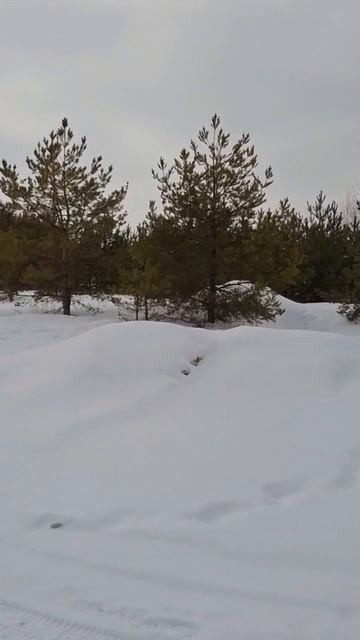 ЖК"Экосити": Жилой комплекс в лесной зоне с видом на  Волгу