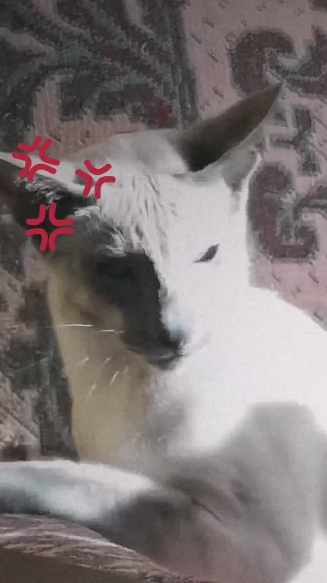 Котэ не желают играться #catjump #котопрыг