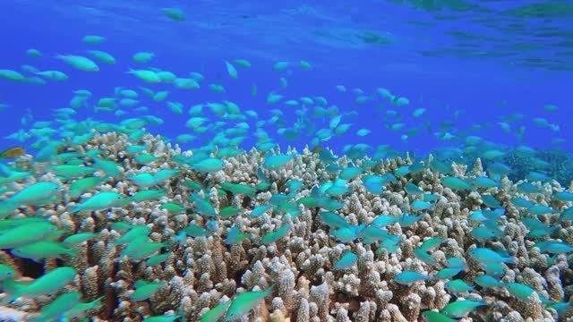 Черная морская акула