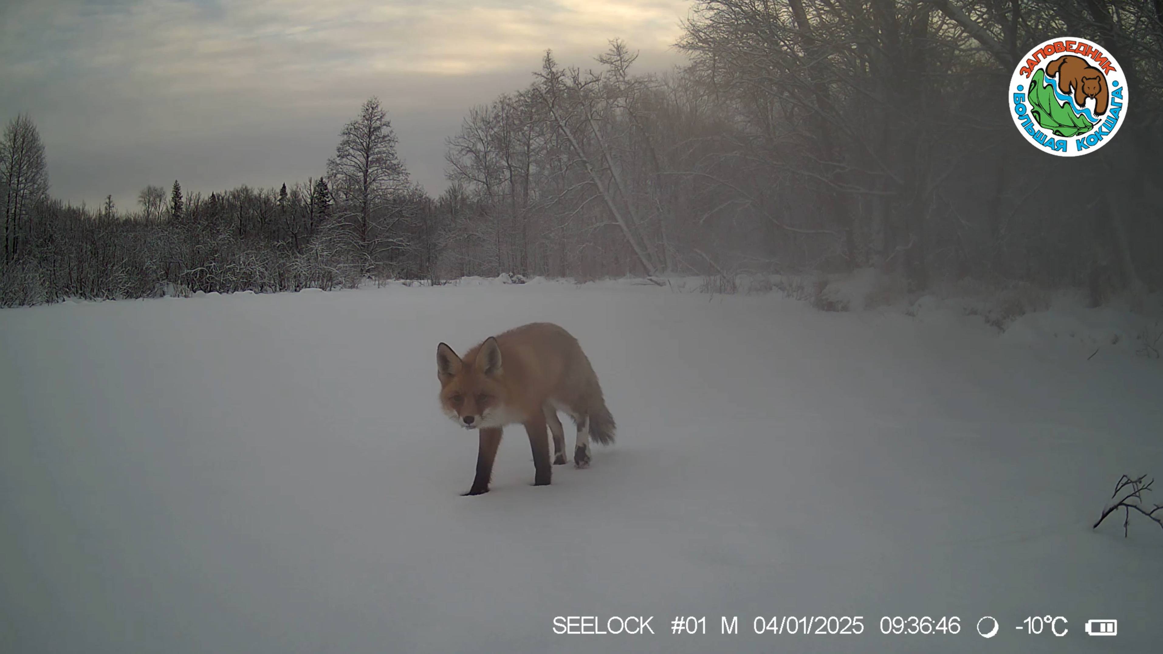 04.01.2025.Лисица обыкновенная.Заповедник Большая Кокшага.Смотрит в объектив фотоловушки