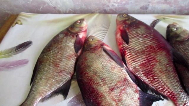 Как выглядит речная рыба  ЛЕЩ   в начале марта. До и после обработки.