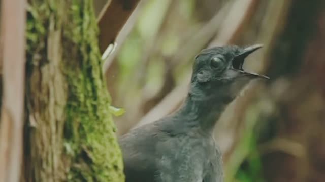 Уникальные звуки природы, голоса разных птиц. 🤗🦉🐦⬛🐦🐾