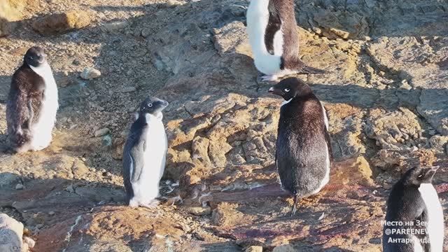 Место на Земле | Дикая природа Антарктиды