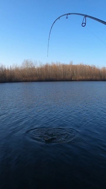 Поклёвка щуки на спиннинг 💪💪💪