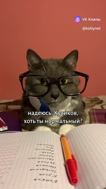 Котики в школе
