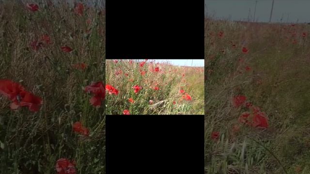 Тамань🌸🌼🌸💕🇷🇺