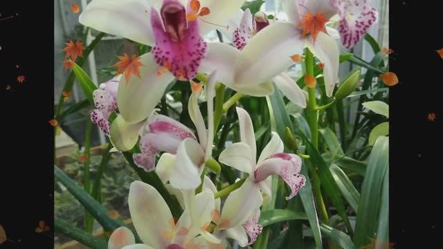 Есть глаза у цветов.