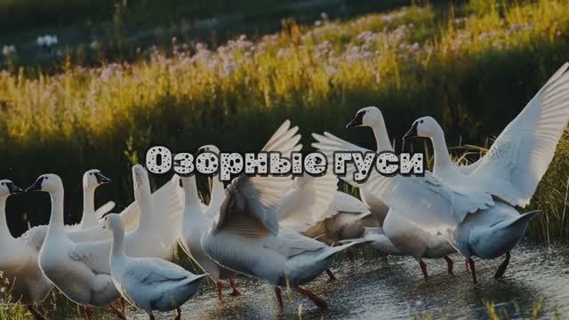 Озорные гуси