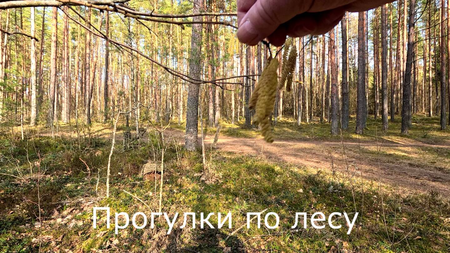 Прогулки по лесу. Мой березнячок лесорубы не выпилили.