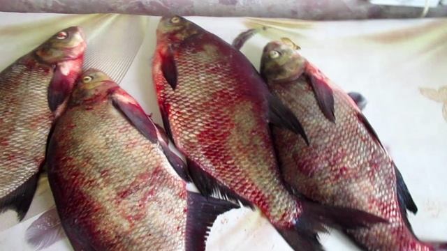 Как выглядит речная рыба ЛЕЩ в начале марта?