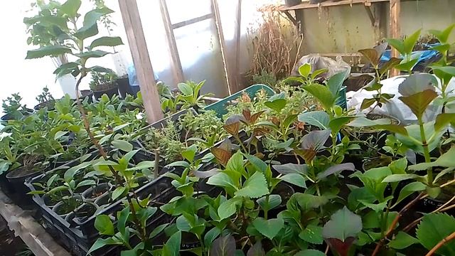 Саженцы весна 2025 год