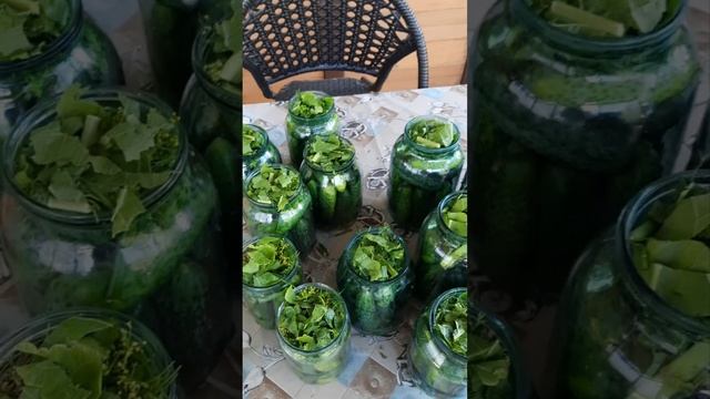 Солим огурцы