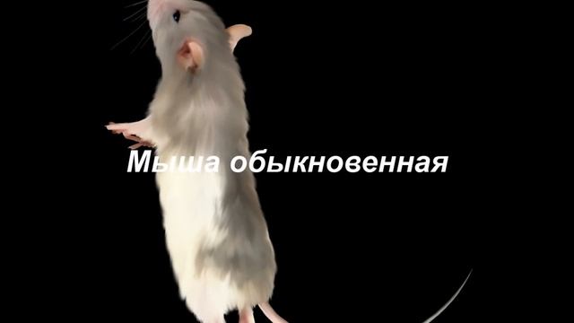 Мое измененное видео