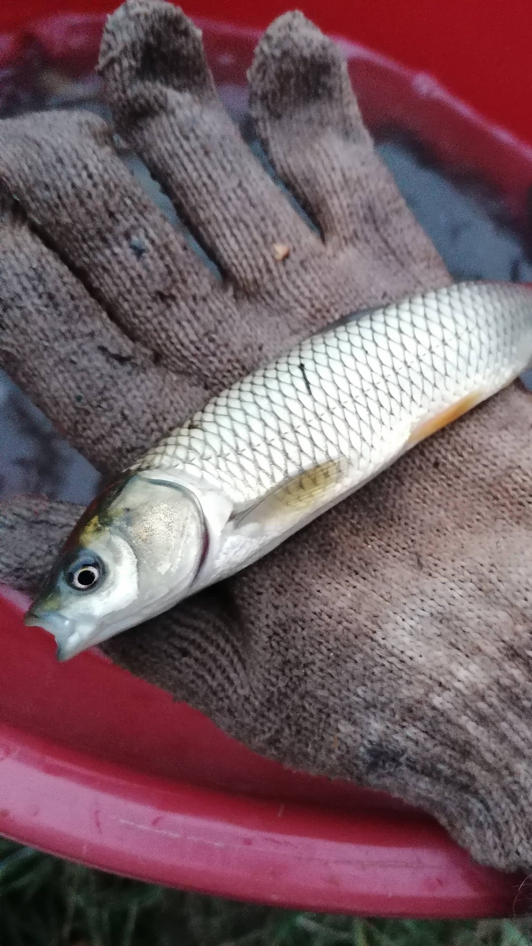 Белый АМУР не понял куда попал! #рыбалка #белыйамур #fishing