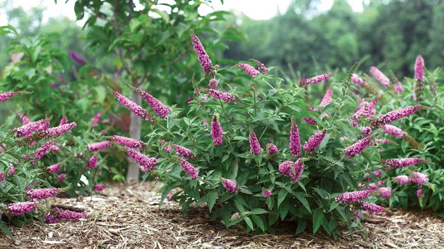 Изящный кустарник с красивыми цветами