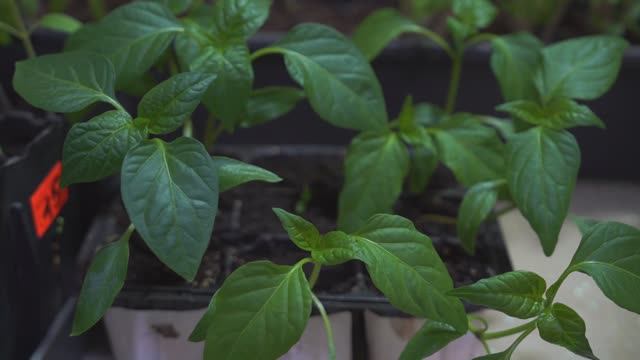 Рассада томатов и перца на 15 марта