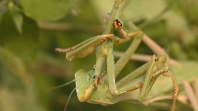 ПОЧЕМУ САМКА БОГОМОЛА СЪЕДАЕТ САМЦОВ?