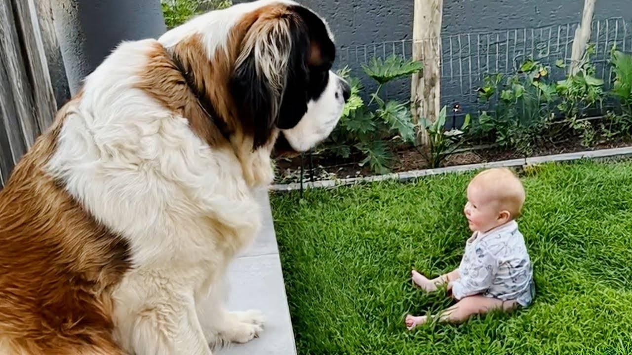 Собаки и дети❤️