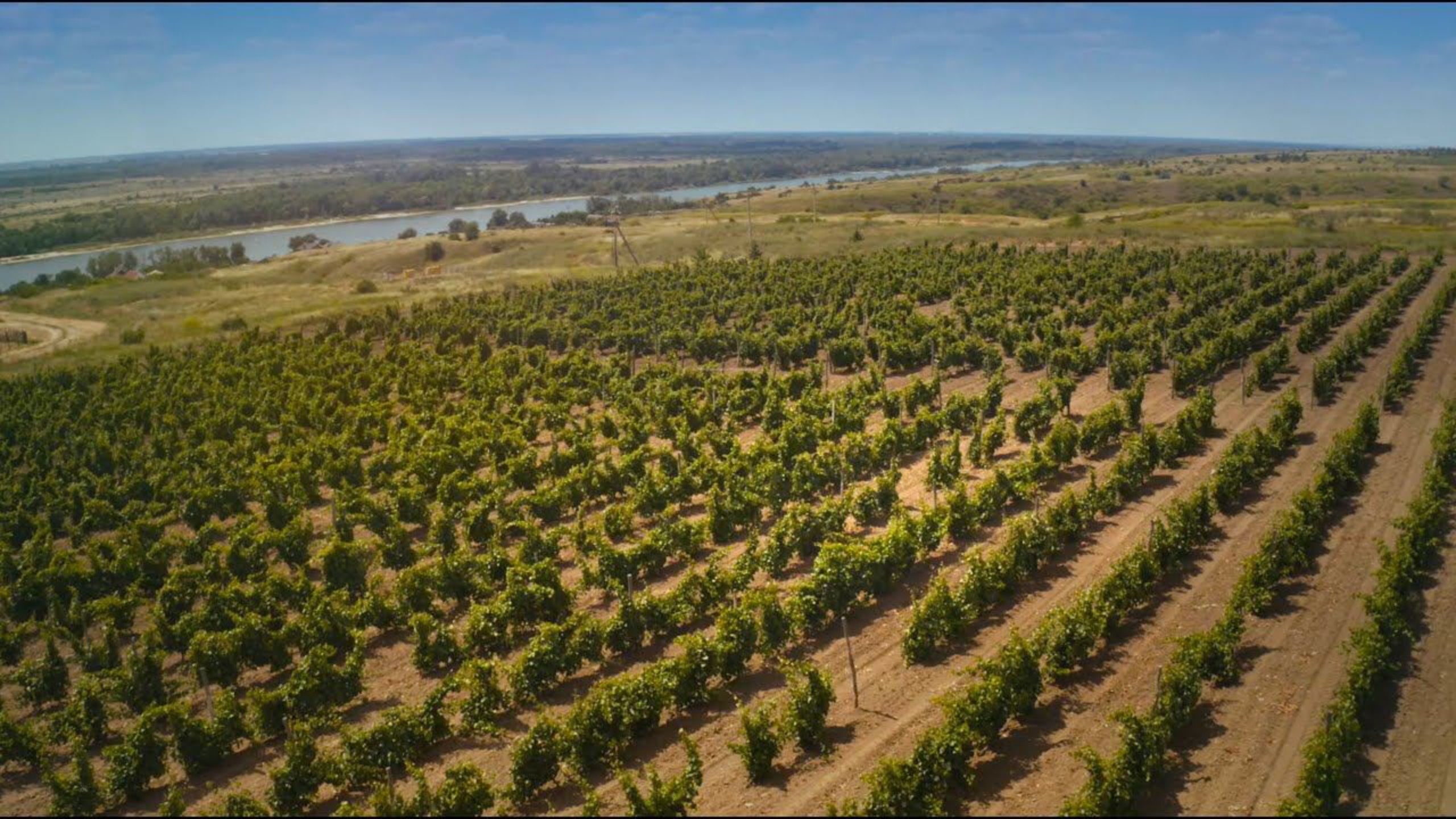 «Виноградарство и виноделие Дона. Исторический очерк»