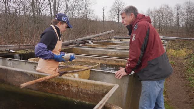 "ЗДЕСЬ РЫБА ЕСТЬ" Нерест пеляди.