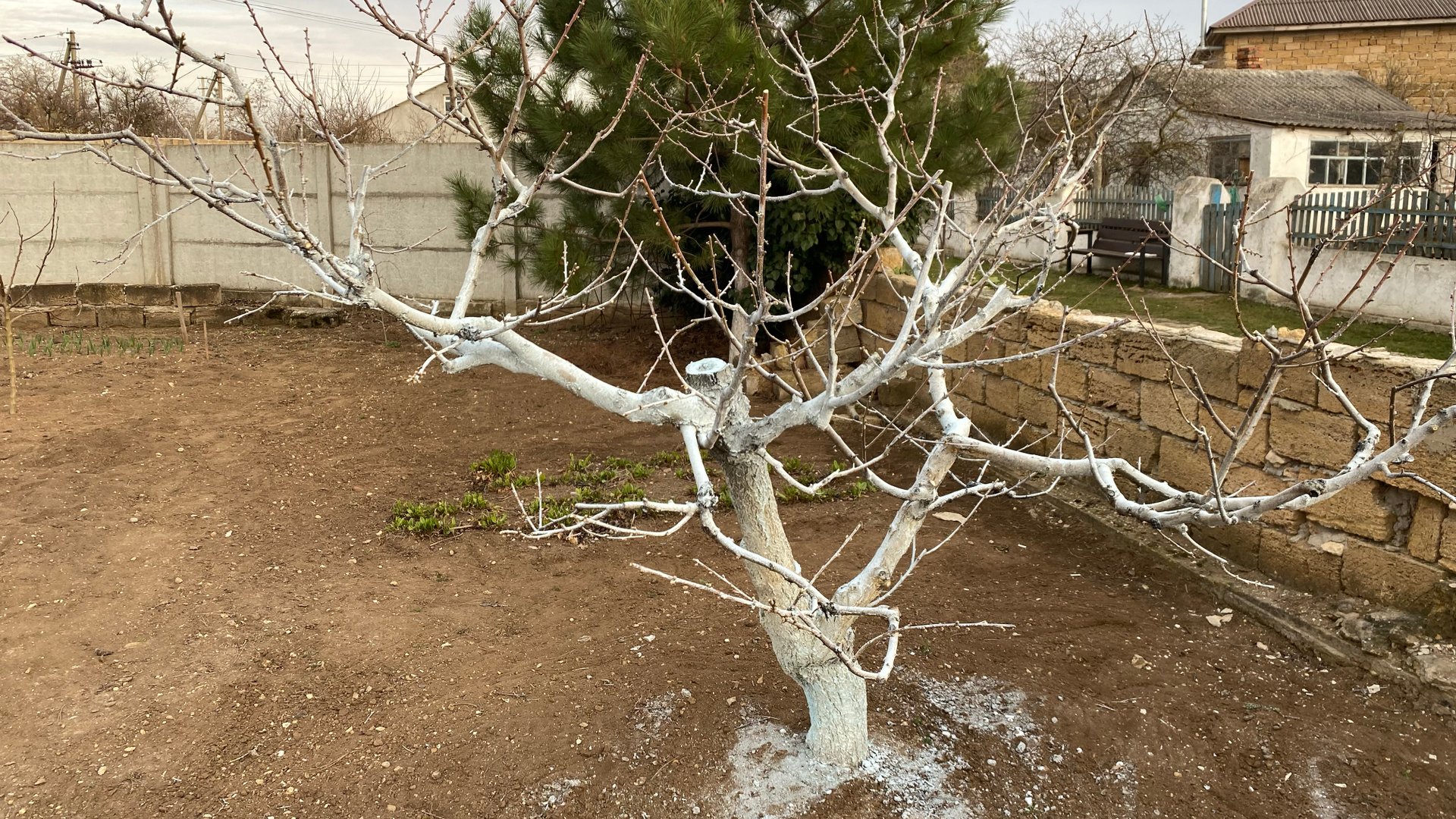 Обрезка персика