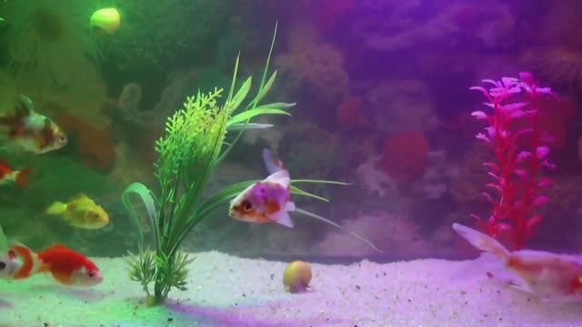 Океанская безмятежность | Подводные звуки аквариума для сна, учебы и релаксации 🌊🐠