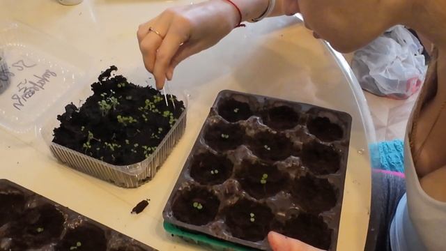 13-03-2025 рассаживаю цинерарию и ориету, пересаживаю цветы