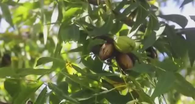 .... Как выращивают и обрабатывают орех Пикан....