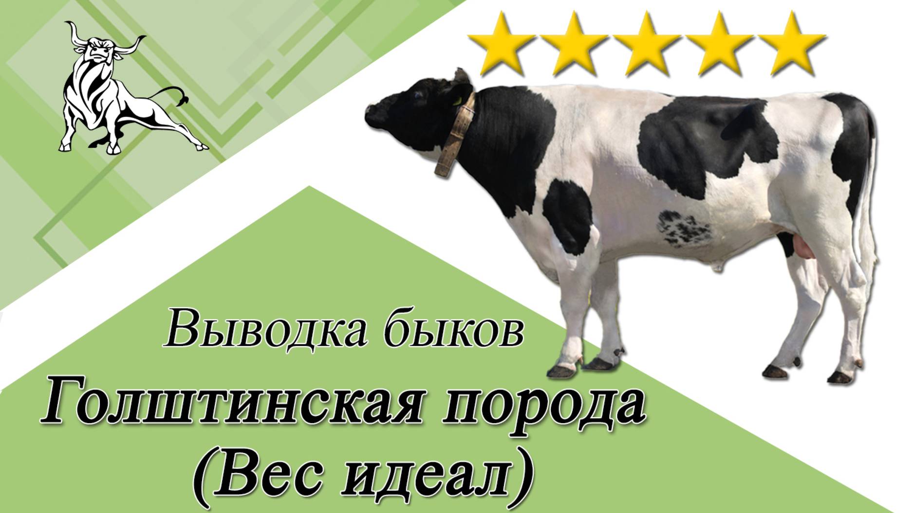 Выводка быков. Голштинская порода (Вес идеал)