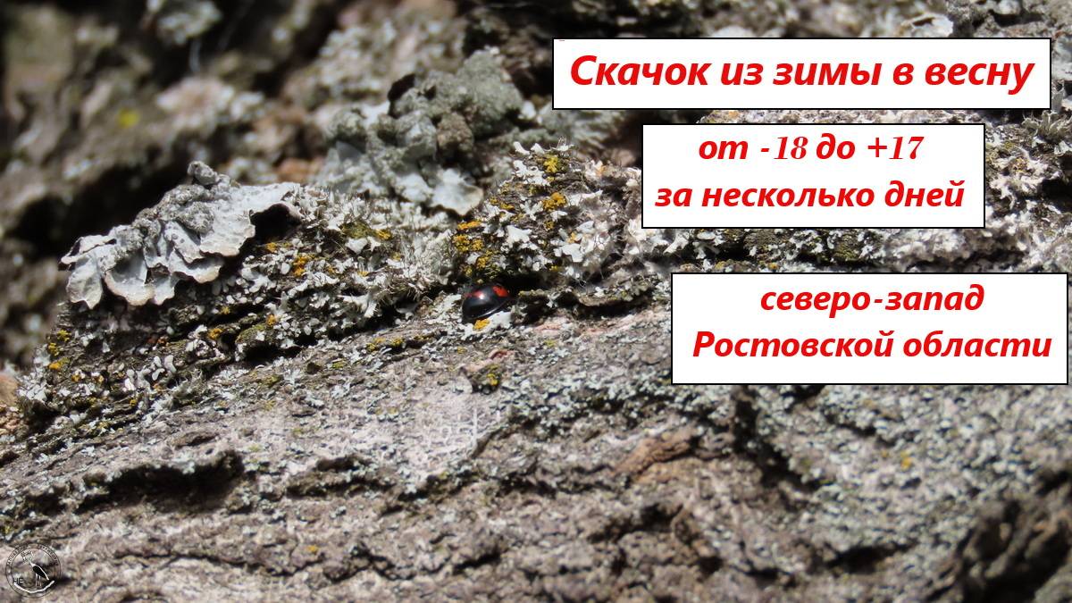 Скачок из зимы в весну, от морозов до цветения. 1-10 марта 2025, Ростовская область, северо-запад