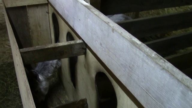 Муромцево  13 марта 2025г  Козаводство окупится через три года.