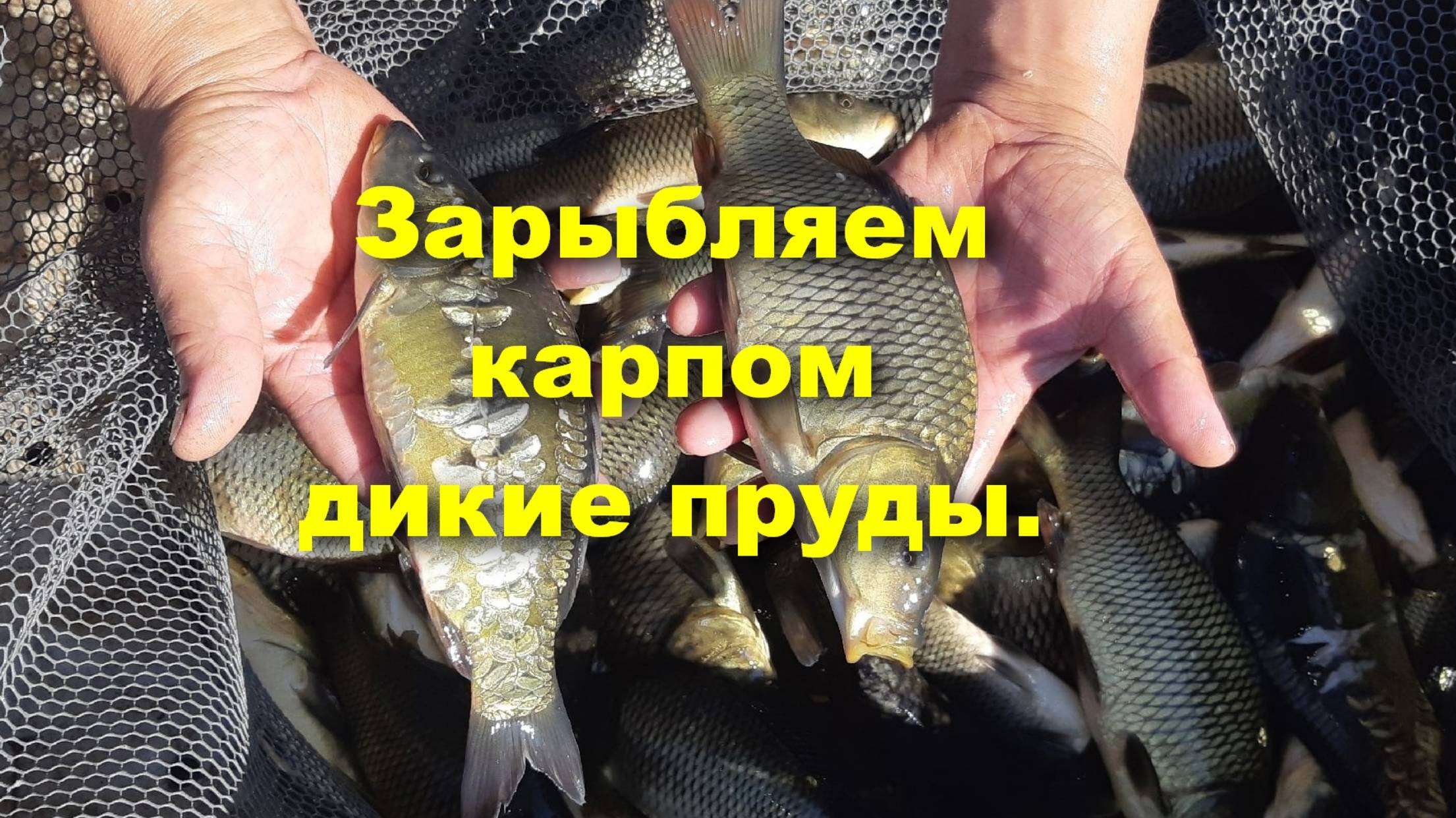 Зарыбление Диких прудов карпом! #карп #зарыбление #белыйамур #толстолобик #рыбалка